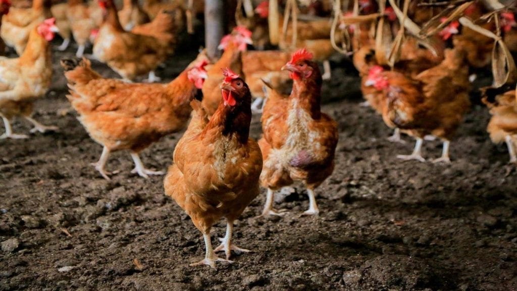 Kenya’s Nandi County trains poultry farmers to enhance production ...