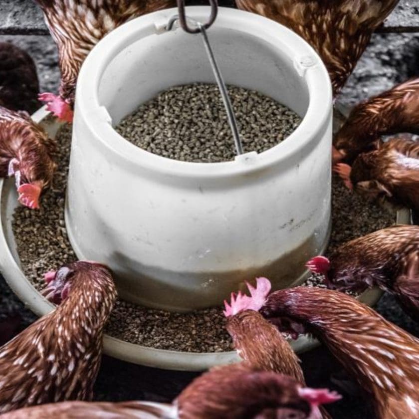 Rabobank lowers 2022/23 global coffee production forecast | Food ...