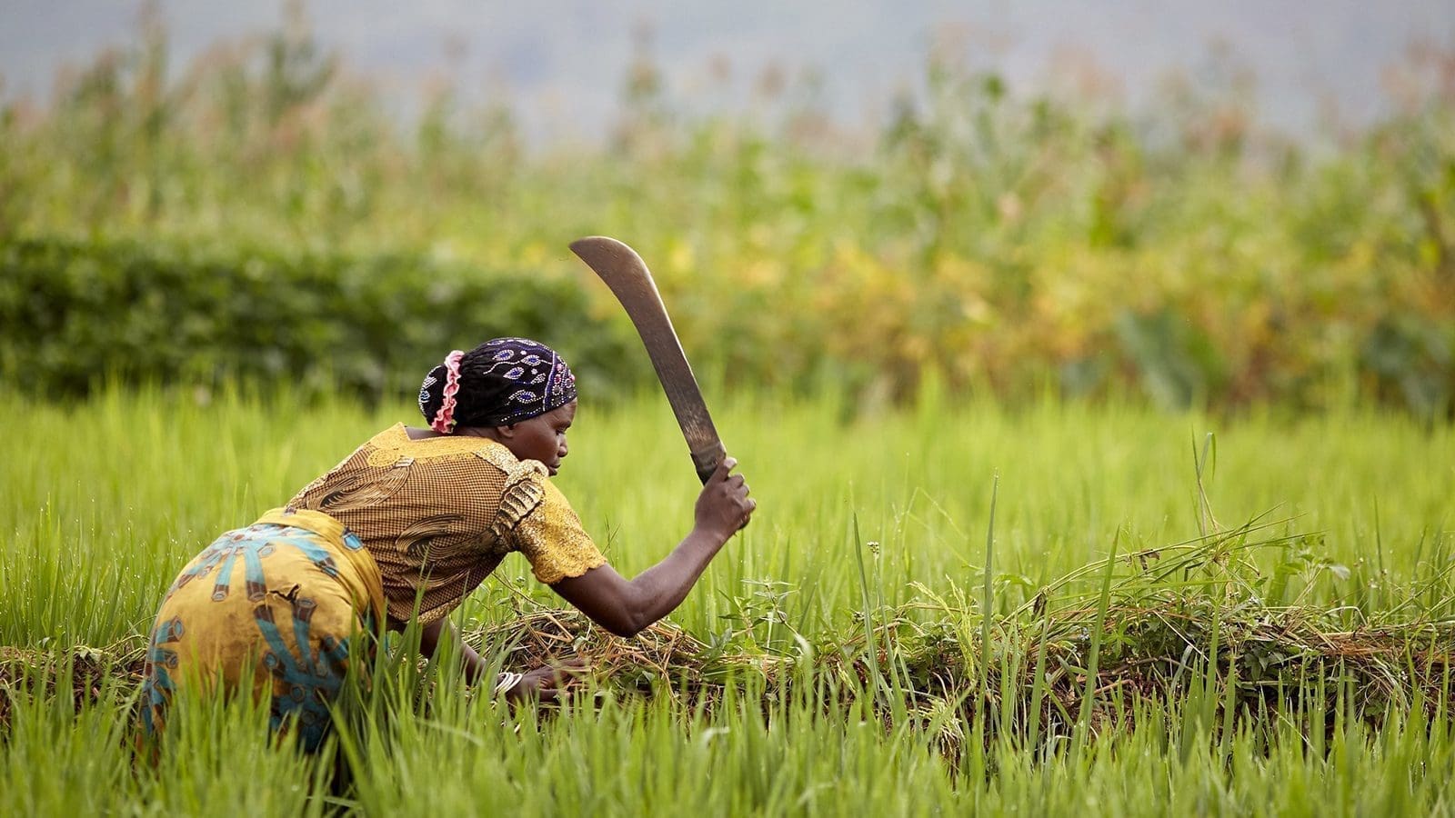 Senegal gets first disbursement from AfDB’s US$1.5 billion Emergency ...