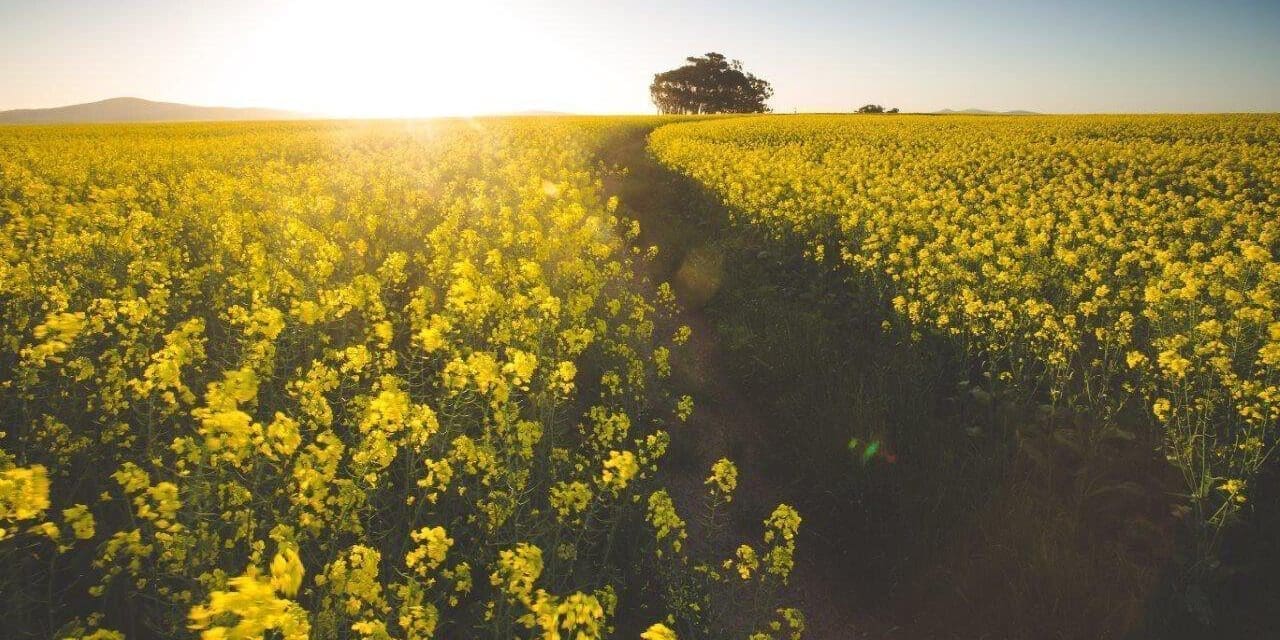SOILL projects South Africa canola harvest to reach 220,000 tons | Food ...